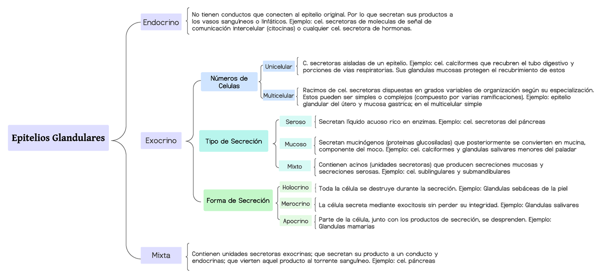 Epitelio Glandular - secretoras aisladas de un epitelio. Ejemplo: cel ...