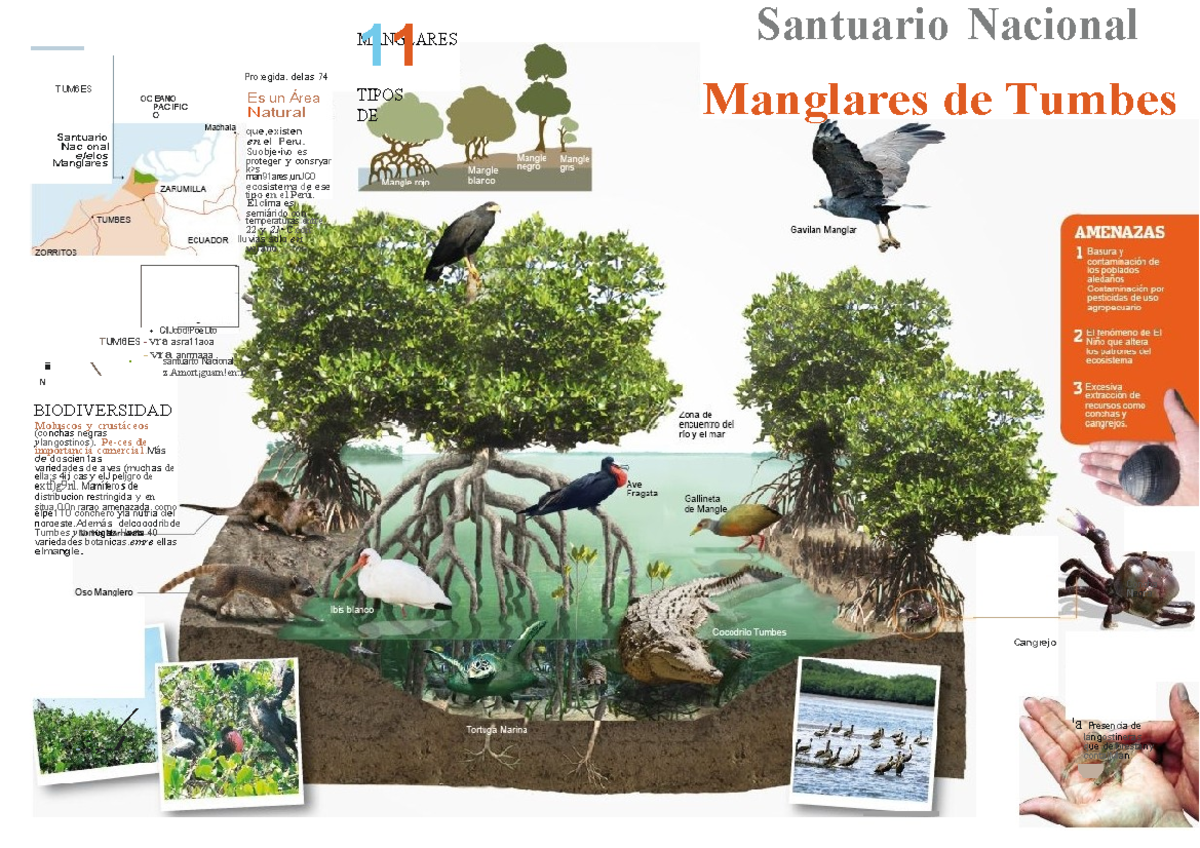Santuario nacional manglares de Tumbes - ####### Pro:egida. delas 74 ...