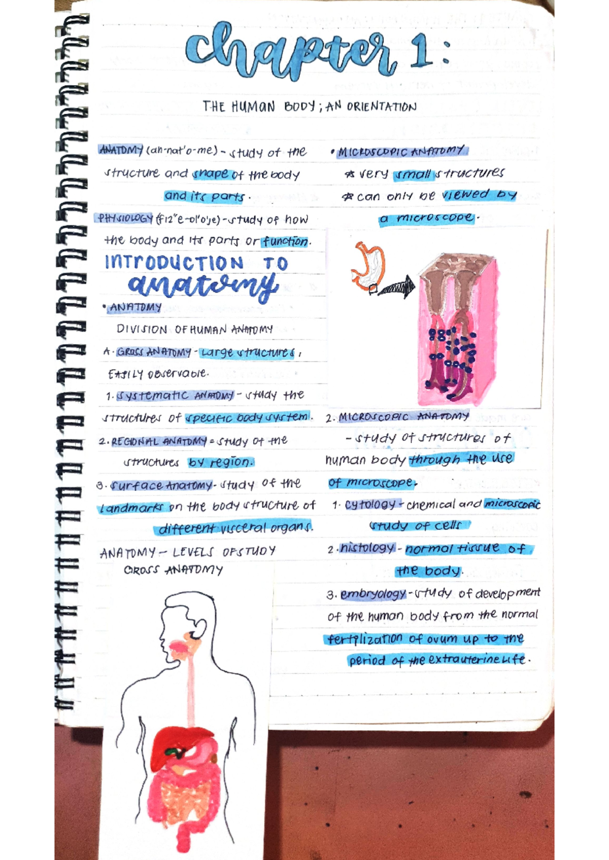 Anaphy- Chapter 1 The Human Body An Orientation - BS Psychology - Studocu