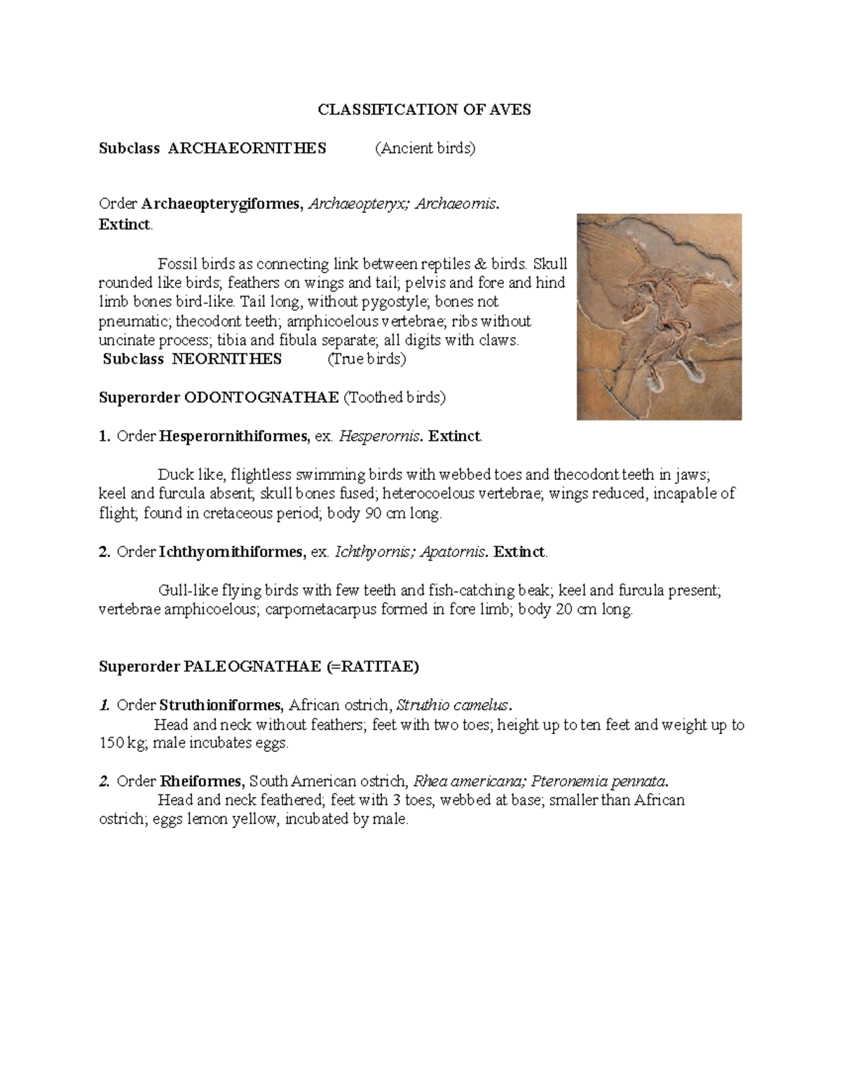 Classification OF AVES - CLASSIFICATION OF AVES Subclass ARCHAEORNITHES ...