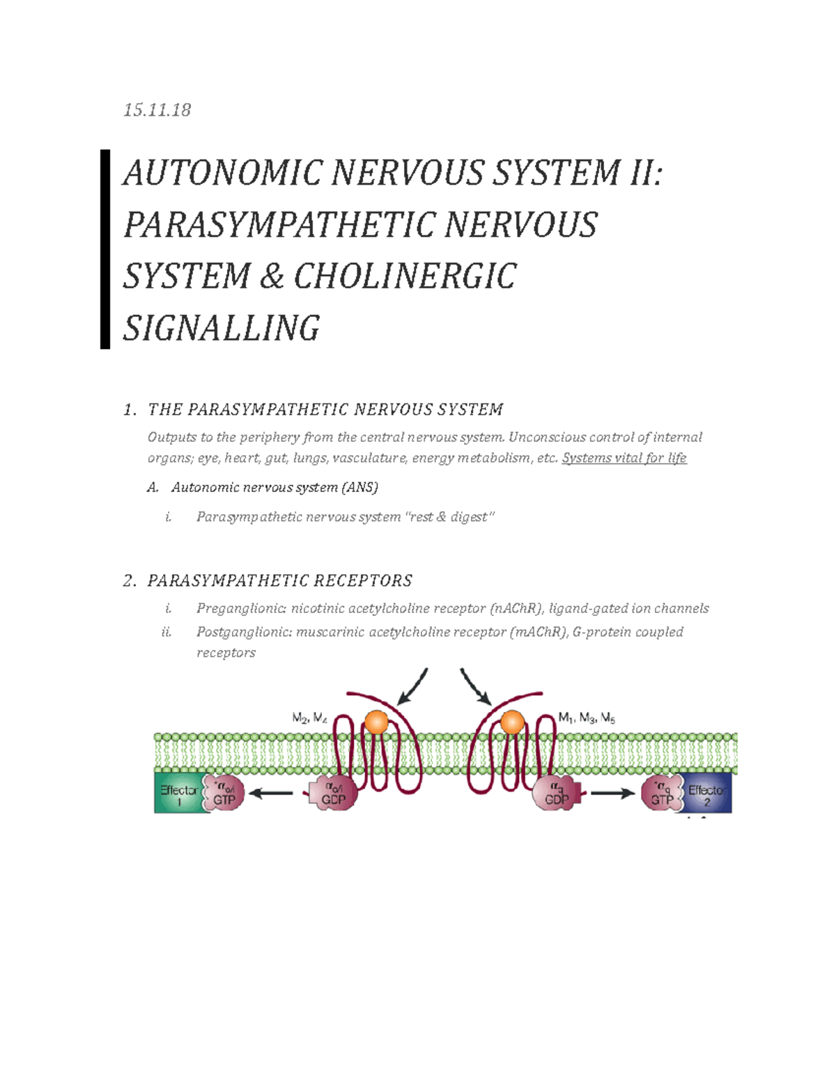The parasympathetic nervous system notes - 15. AUTONOMIC NERVOUS SYSTEM ...