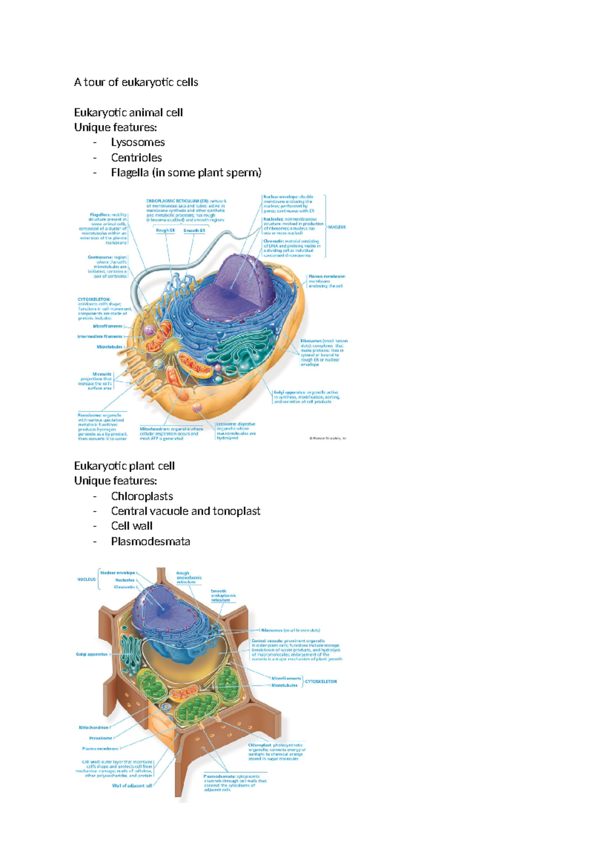 Lecture 2 - A tour of eukaryotic cells - A tour of eukaryotic cells ...