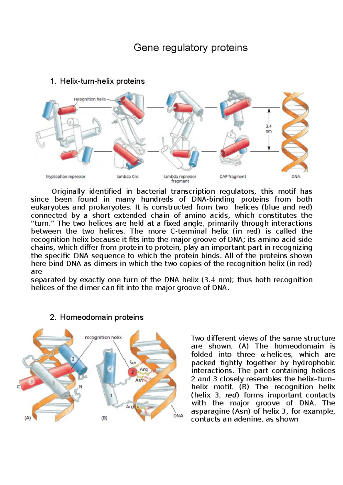 DNA binding proteins - Notities - Gene regulatory proteins 1. Helix ...