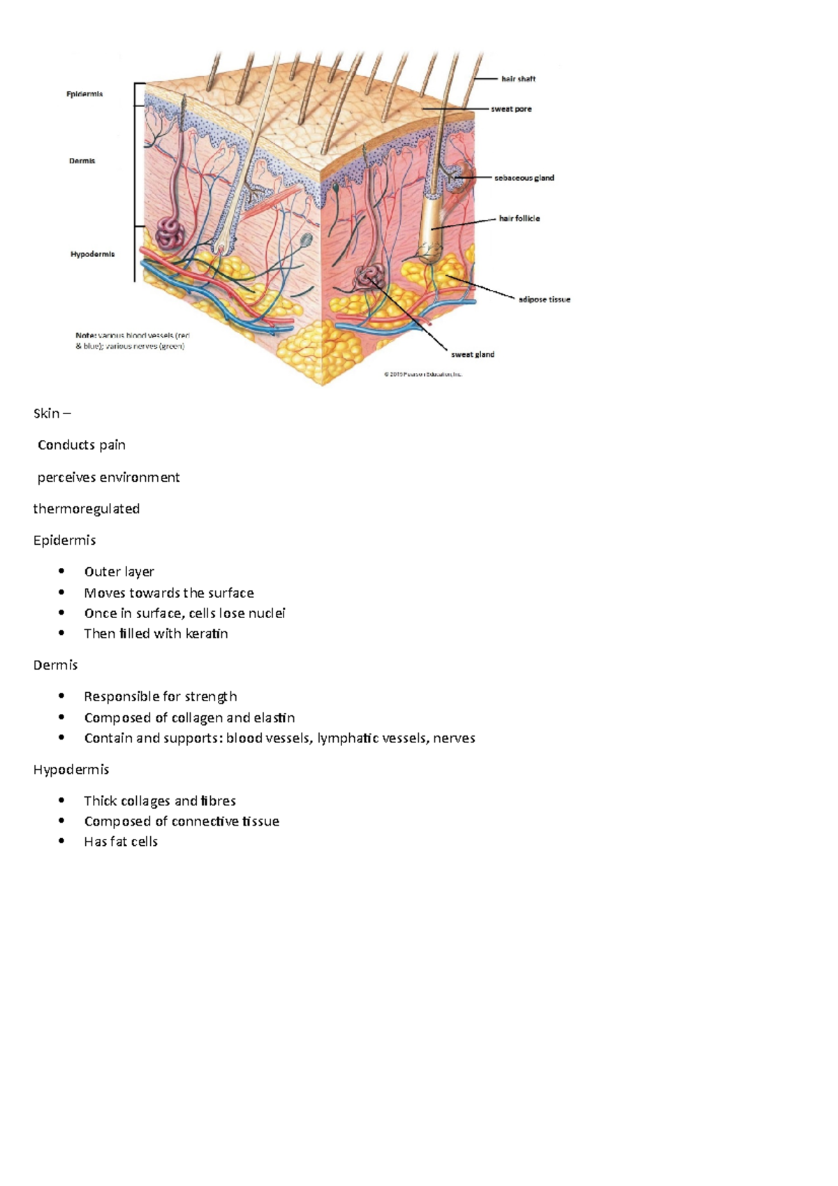 Week 7: Integumentary System & Thermoregulation - Skin Conducts pain ...