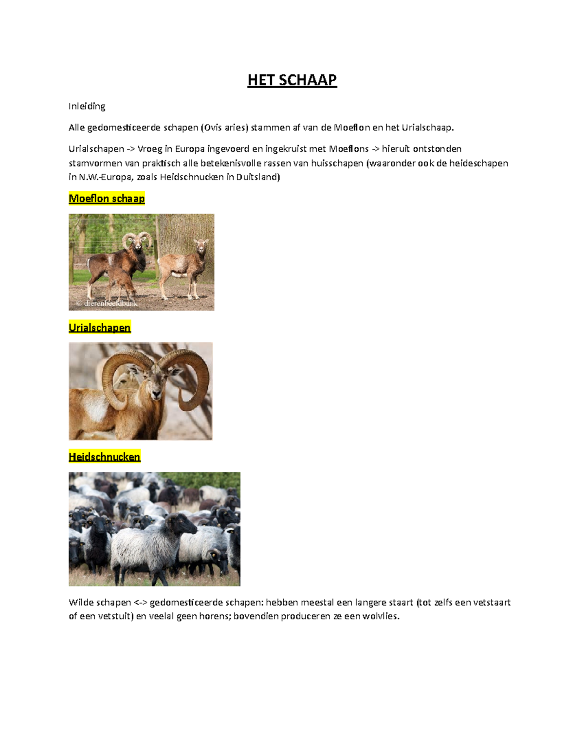 Het schaap samenvatting - HET SCHAAP Inleiding Alle gedomesticeerde ...