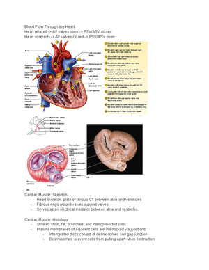 Cardiovascular System Blood Vessels Part 2 - Artery-> Arteriole ...