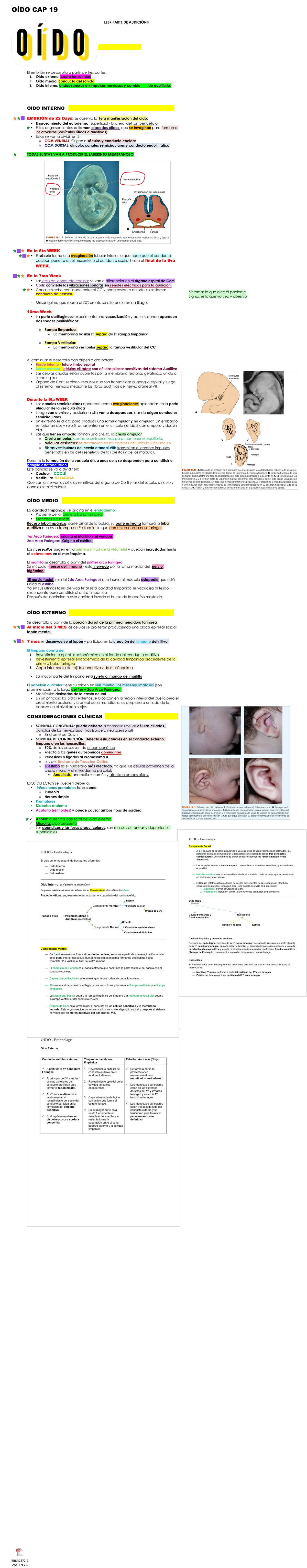 Oído Cap 19 Resumen Lagman Embriologia Medica El Embrión Se
