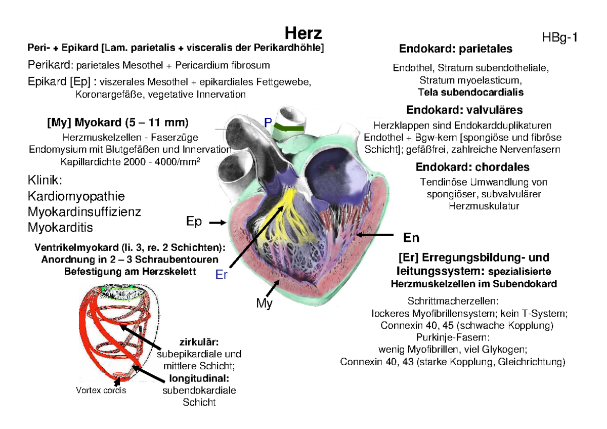 PPP: Herz - Herz Epikard parietalis visceralis der Perikard: parietales ...