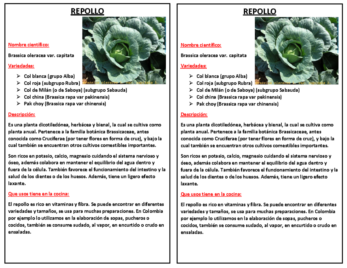Repollo - jjjjj - REPOLLO Nombre cientÌfico: Brassica oleracea var ...