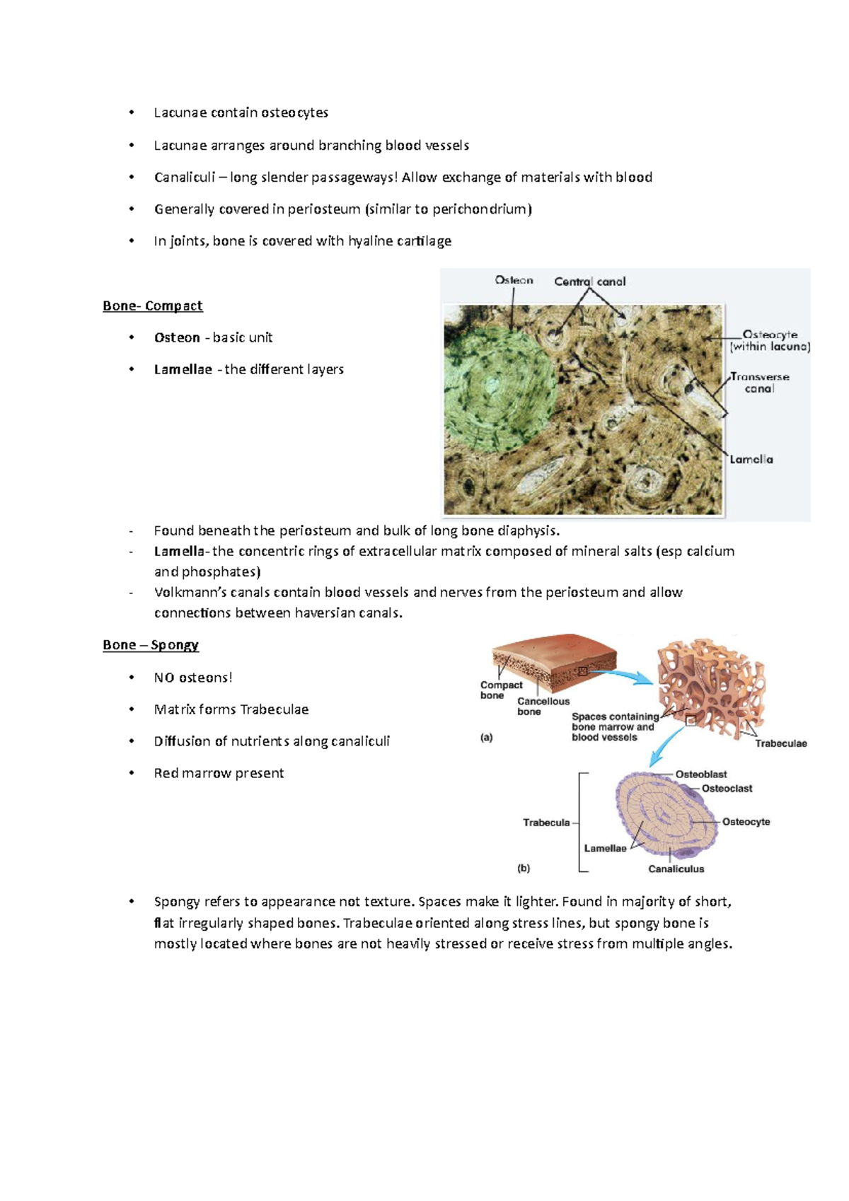 Bio Note 9 - Lecture notes 1 - Lacunae contain osteocytes Lacunae ...