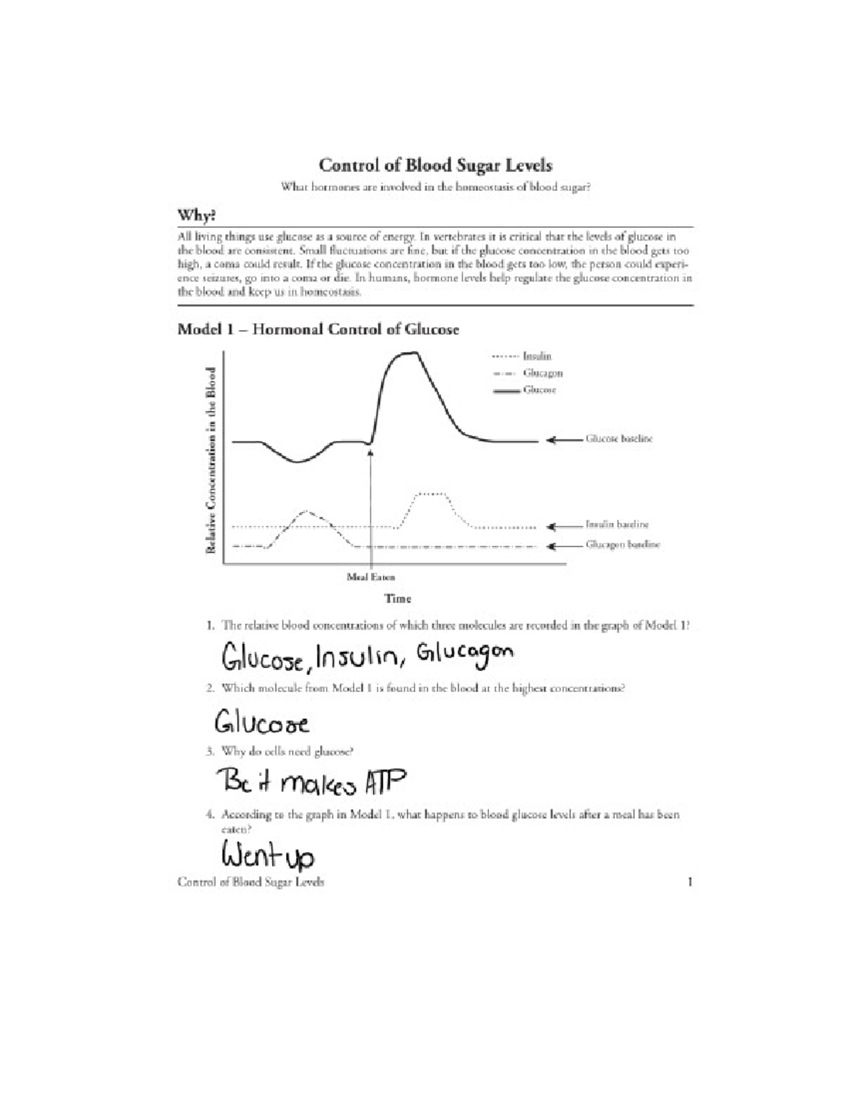Pogil for Blood Glucose Levels - Studocu