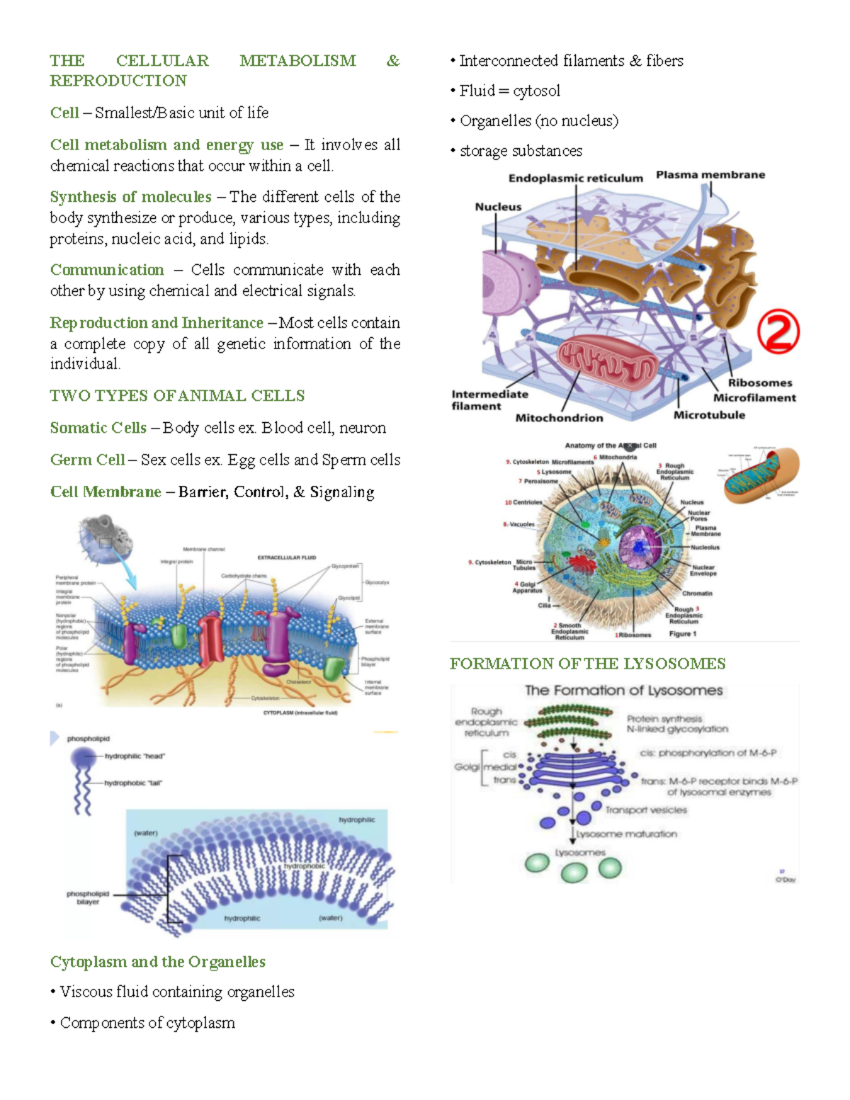 Anaphy- Cells - THE CELLULAR METABOLISM & REPRODUCTION Cell – Smallest ...
