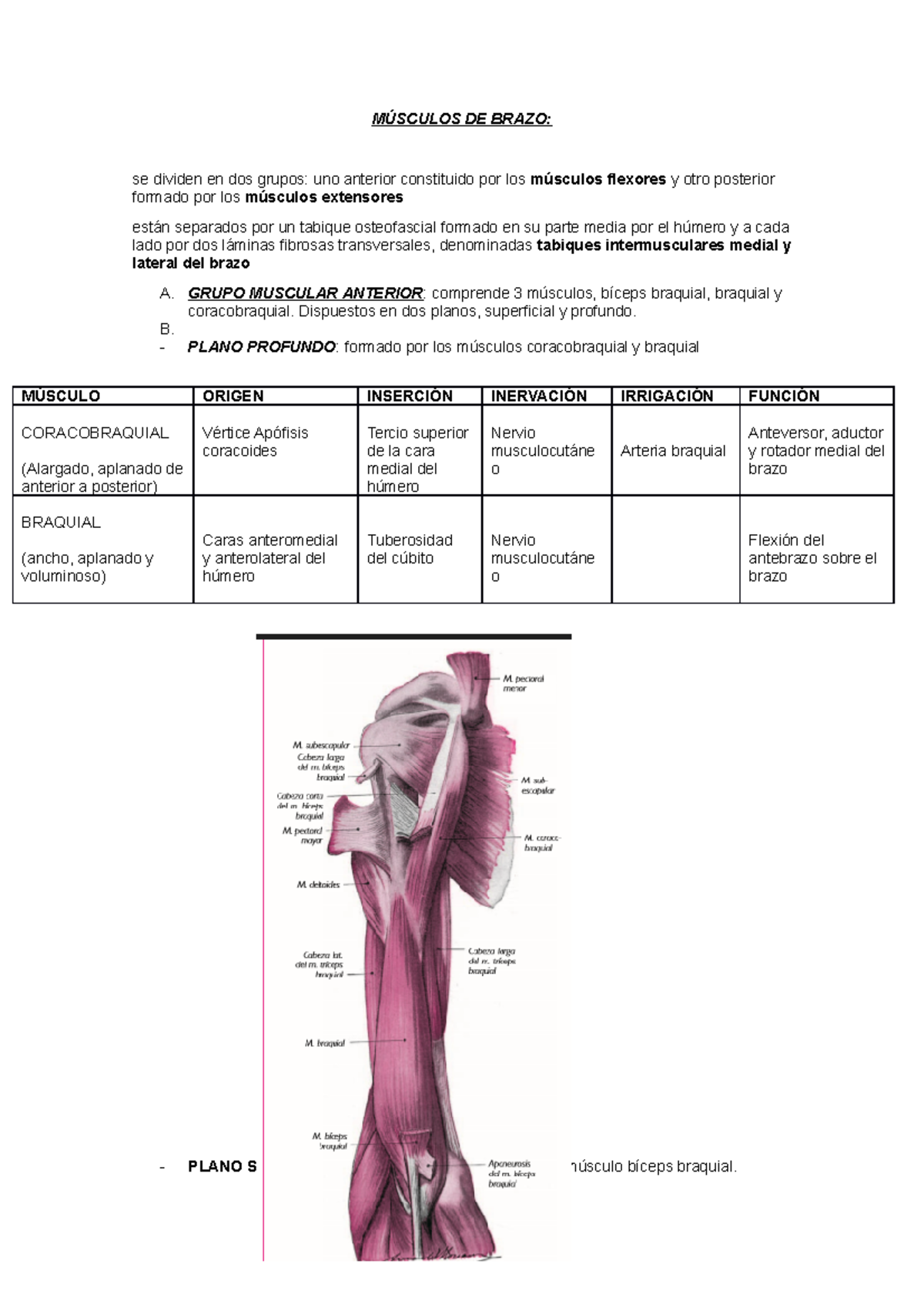 MUSC DE Brazo - espero les sirva tp son de cat 3