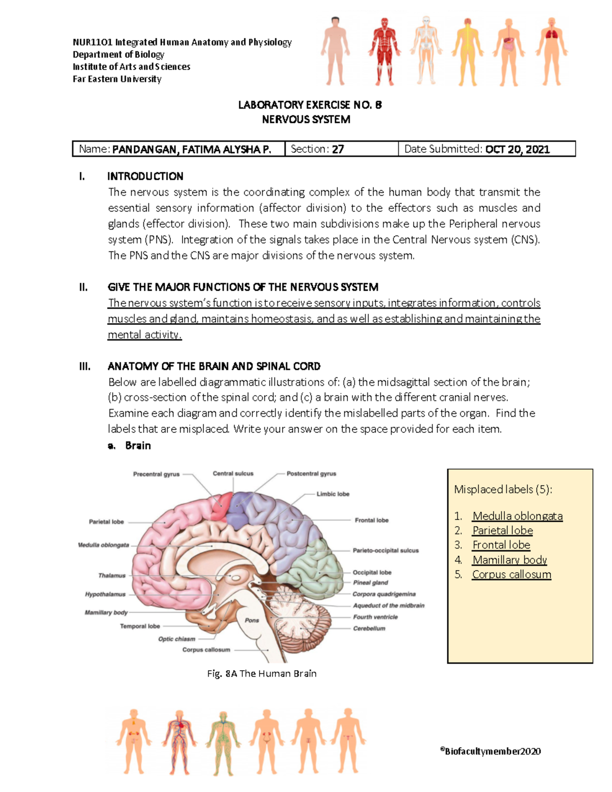 Nervous System - Laboratory Exercise (Anatomy and Functions) - Department of Biology Institute ...
