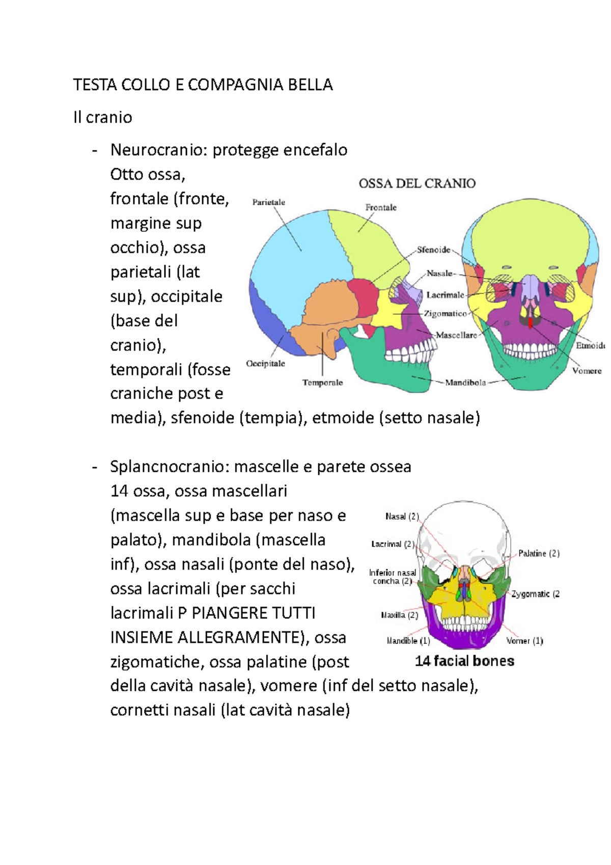 Testa collo e compagnia - TESTA COLLO E COMPAGNIA BELLA Il cranio ...