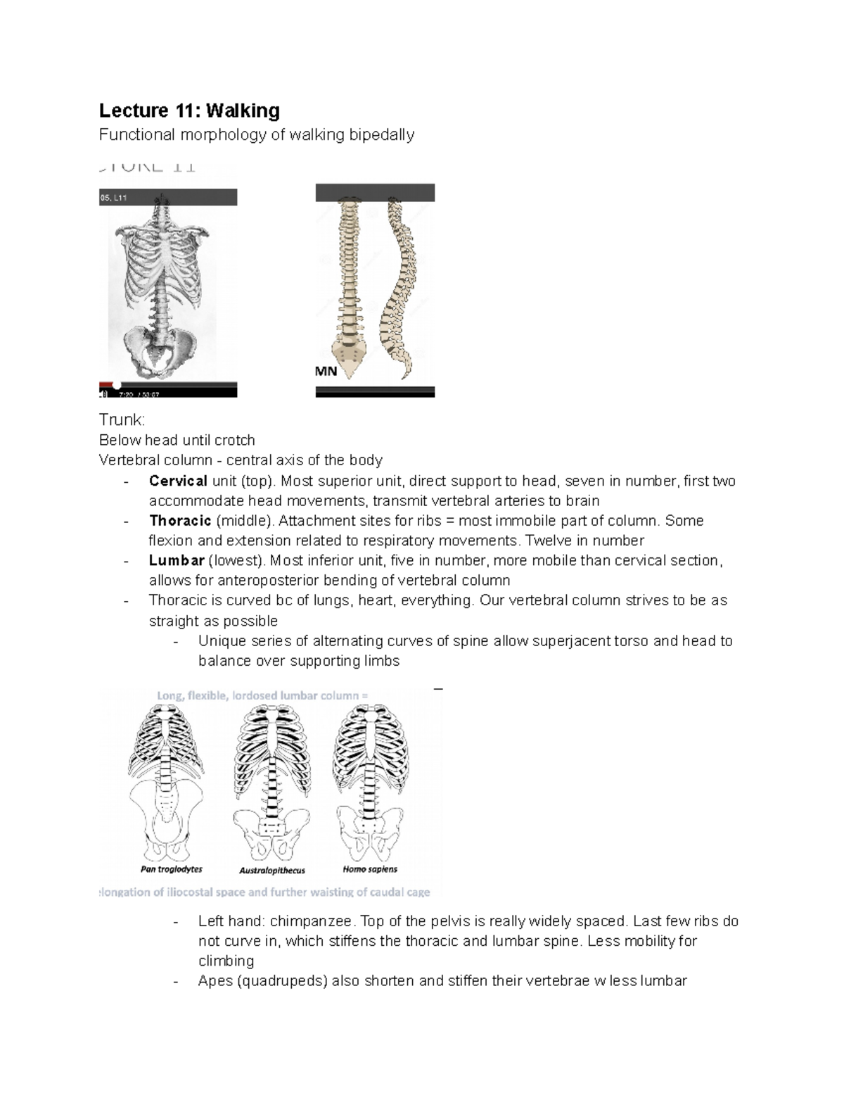 Lecture 11 - Walking - Lecture 11: Walking Functional morphology of ...