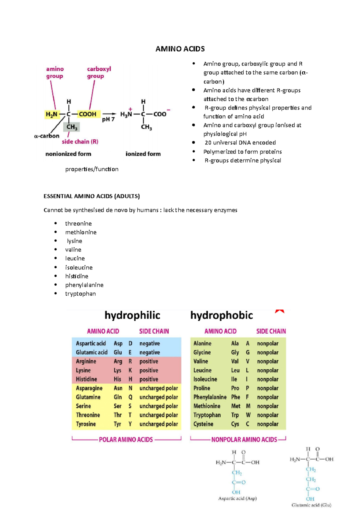 Amino Acids - Cell bio - AMINO ACIDS Amino group, carboxylic group and ...