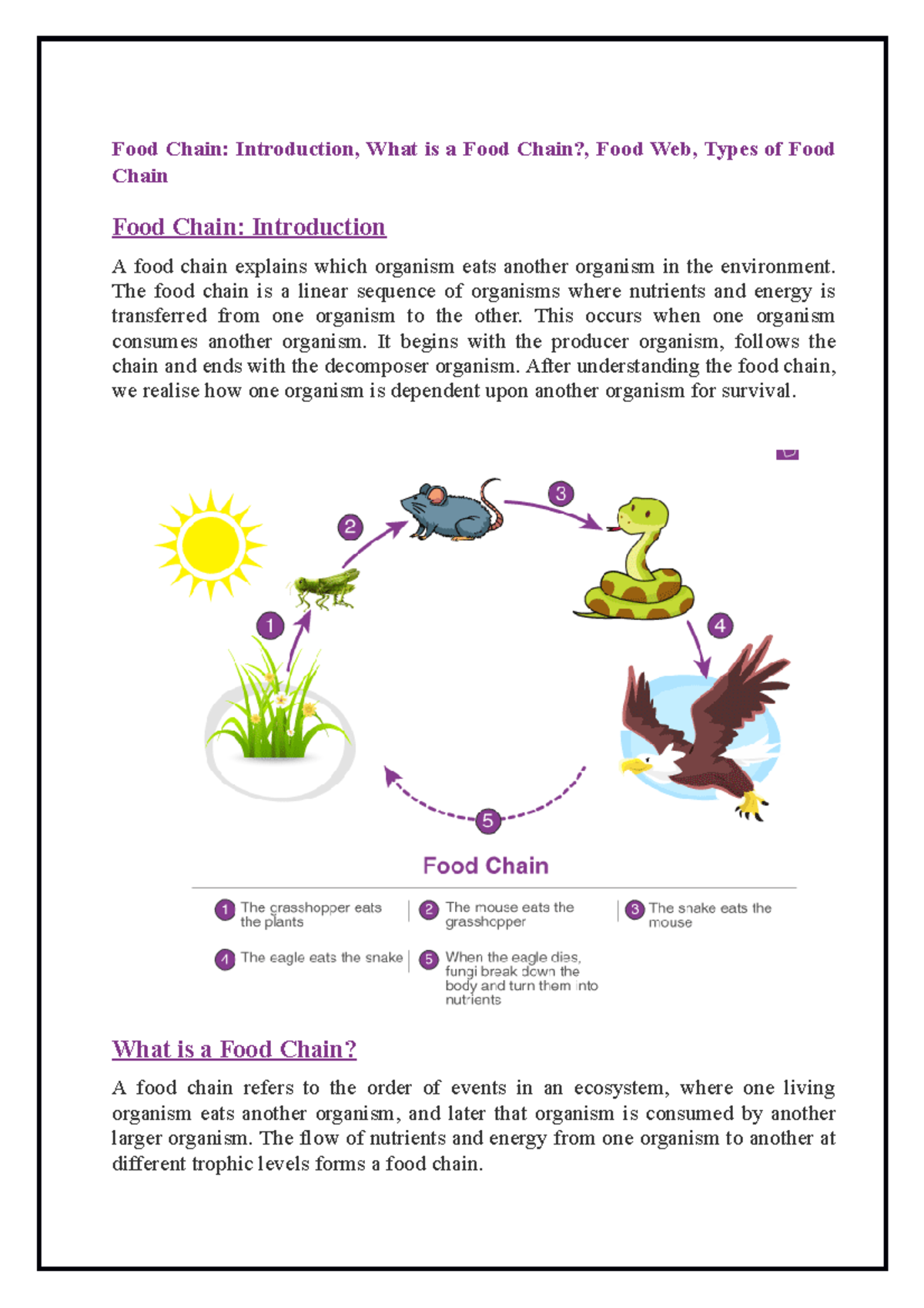 Food Chain Introduction, What is a Food Chain, Food Web, Types of Food ...