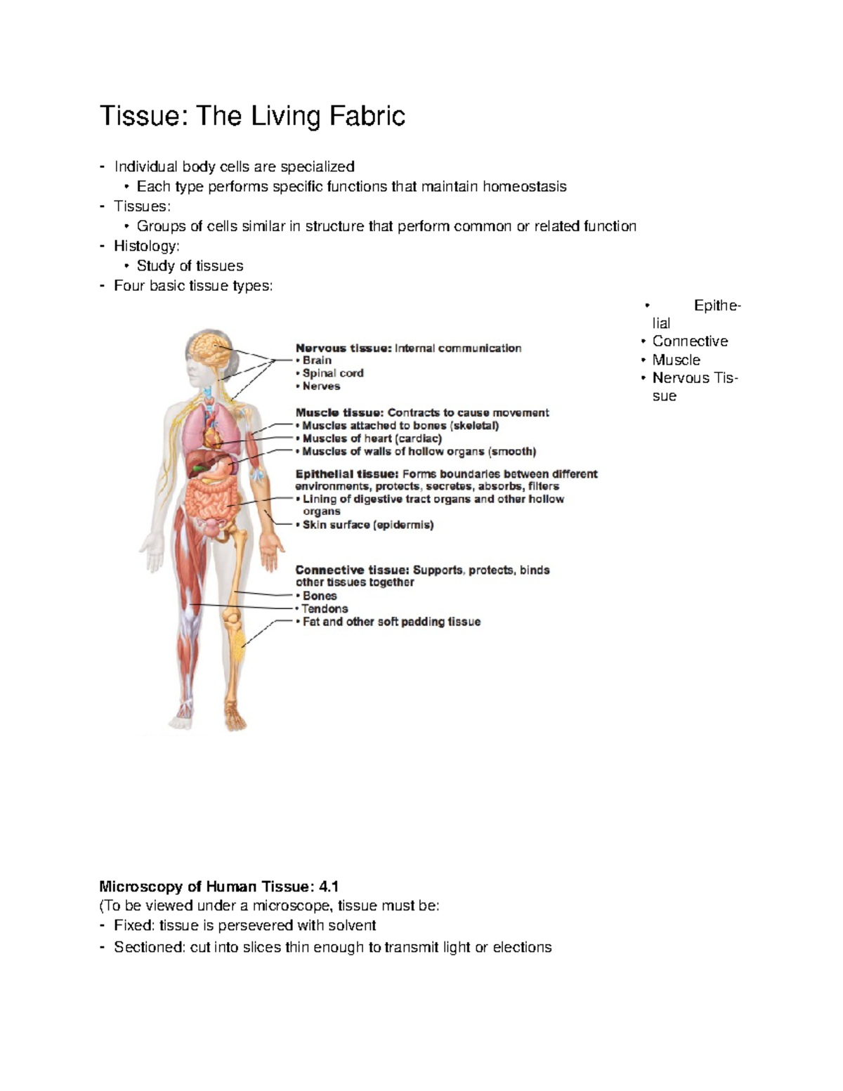 Tissues, The Living Cells - Tissue: The Living Fabric Individual body ...