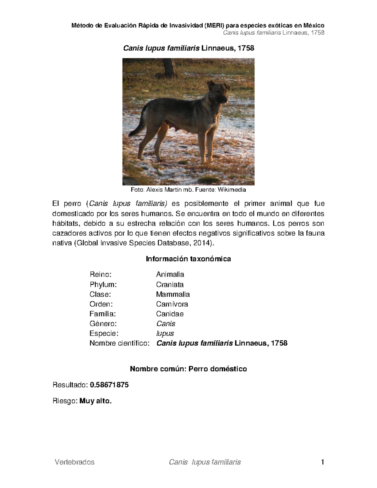 Canis familiaris - mnnn - Canis lupus familiaris Linnaeus, 1758 Canis ...