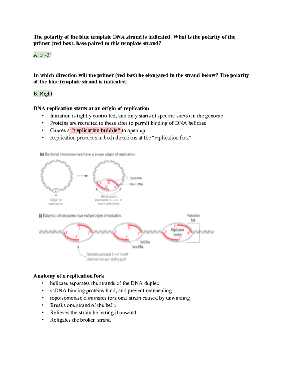 Part 2 of Lec 8 March 5 - The polarity of the blue template DNA strand ...
