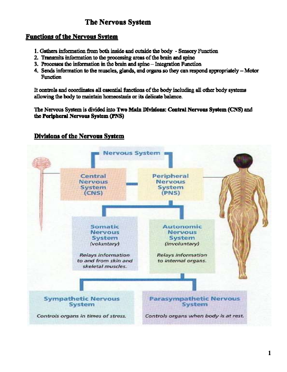 Nervous system and disorders of the Body - Studocu