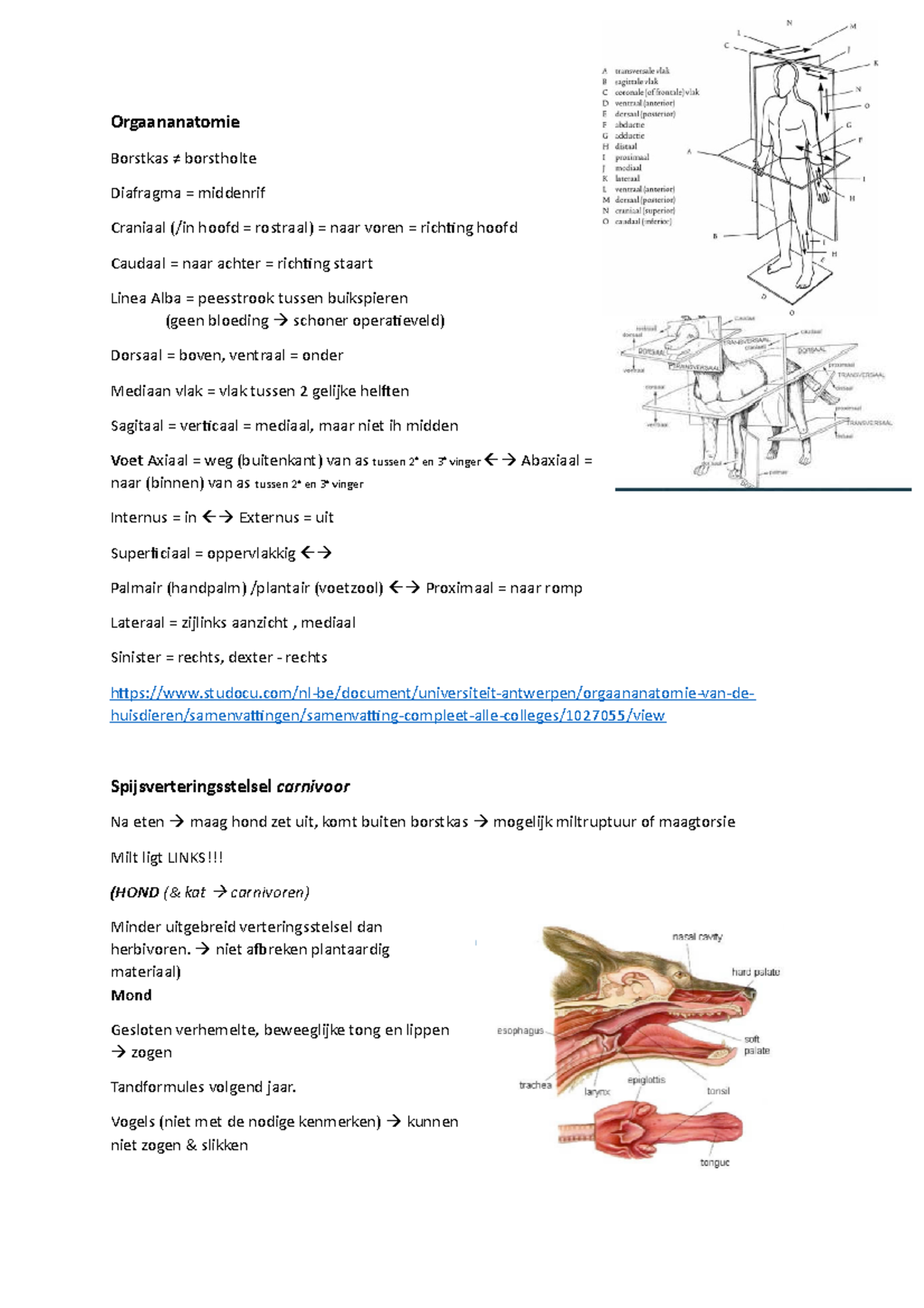 Orgaananatomie diergeneeskunde 1e college - Orgaananatomie Borstkas ≠ ...