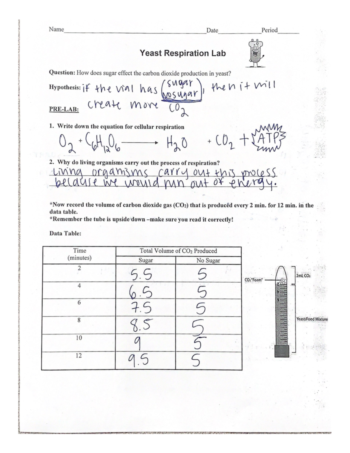 Yeast Respiration Lab Teacher Notes - BIOL 1409 - Studocu