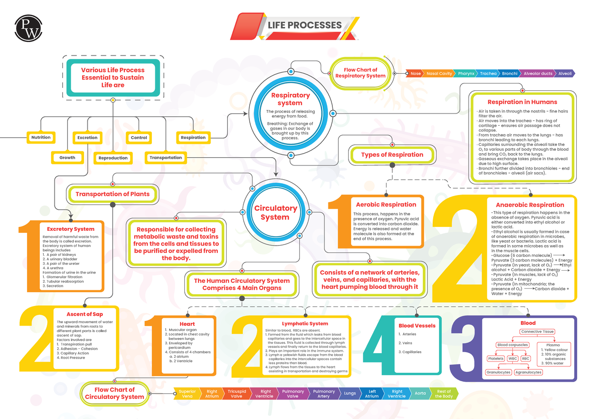 Life processes - LIFE PROCESSES Aerobic Respiration This process ...