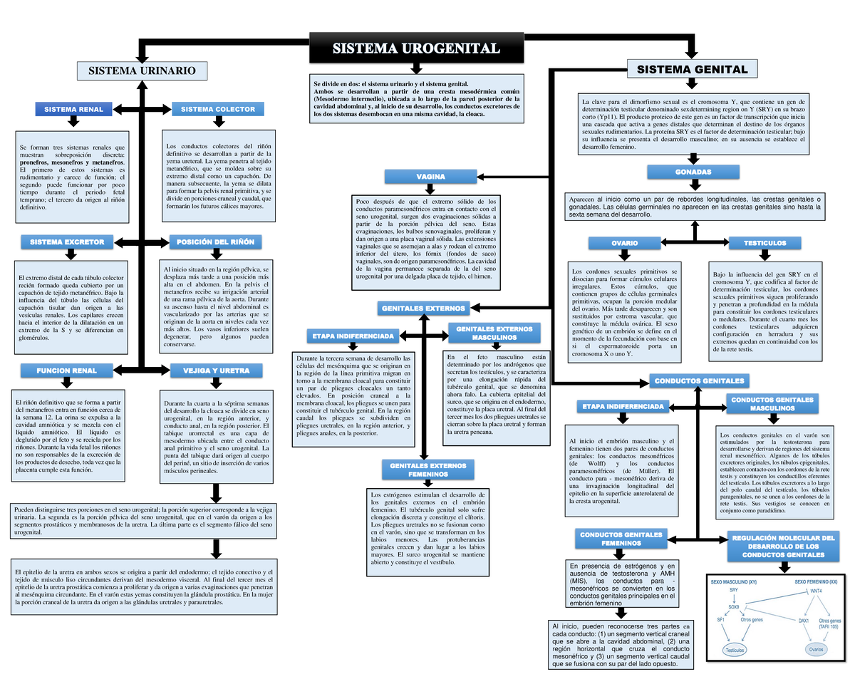 Resumen Sistema Urogenital - Se divide en dos: el sistema urinario y el ...