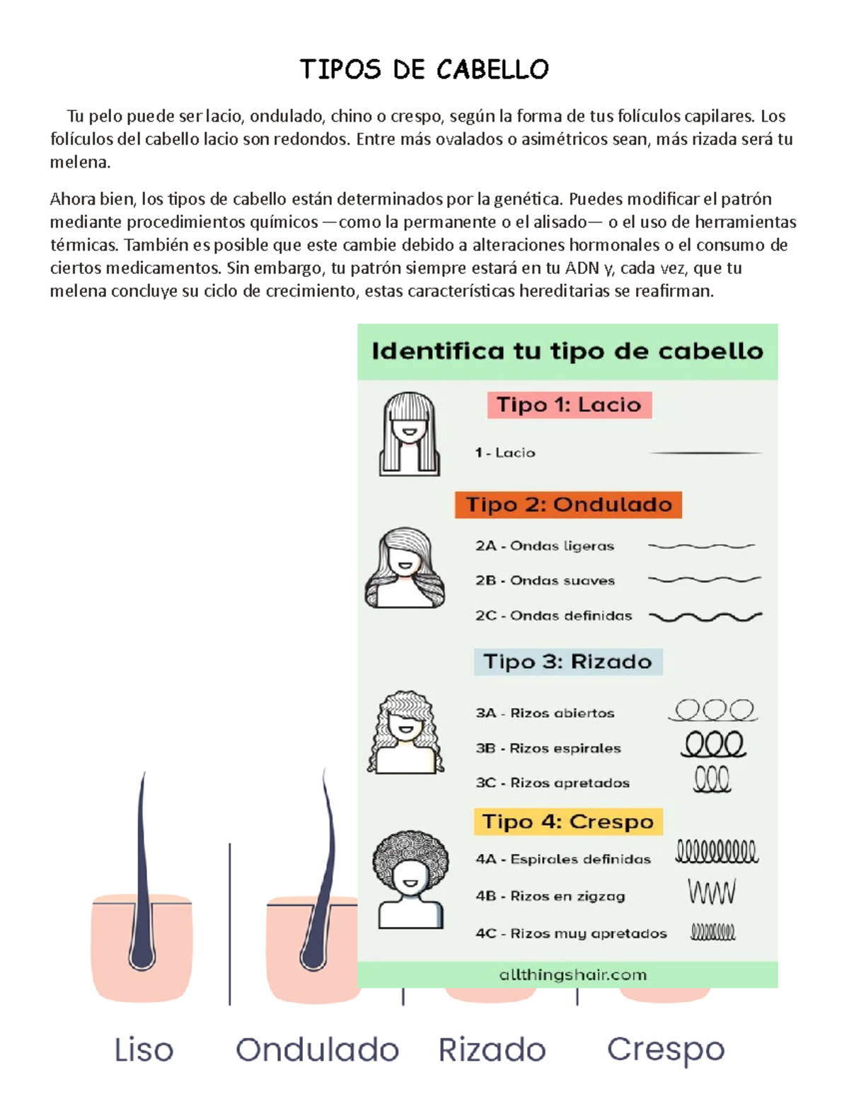 Tipos DE Cabello - TIPOS DE CABELLO Tu pelo puede ser lacio, ondulado, chino o crespo, según la ...