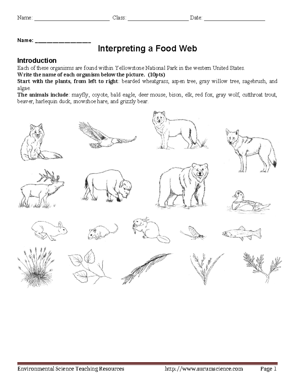 Food Web Interpretation worksheet - Name ...