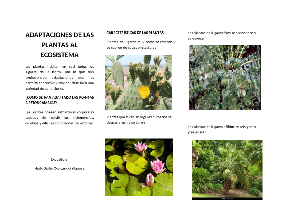 Adaptaciones DE LAS Plantas AL Ecosistema - ADAPTACIONES DE LAS PLANTAS ...
