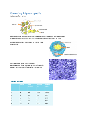 Zenuwstelsel - De chorda dorsalis induceert een differentiatie in het ...