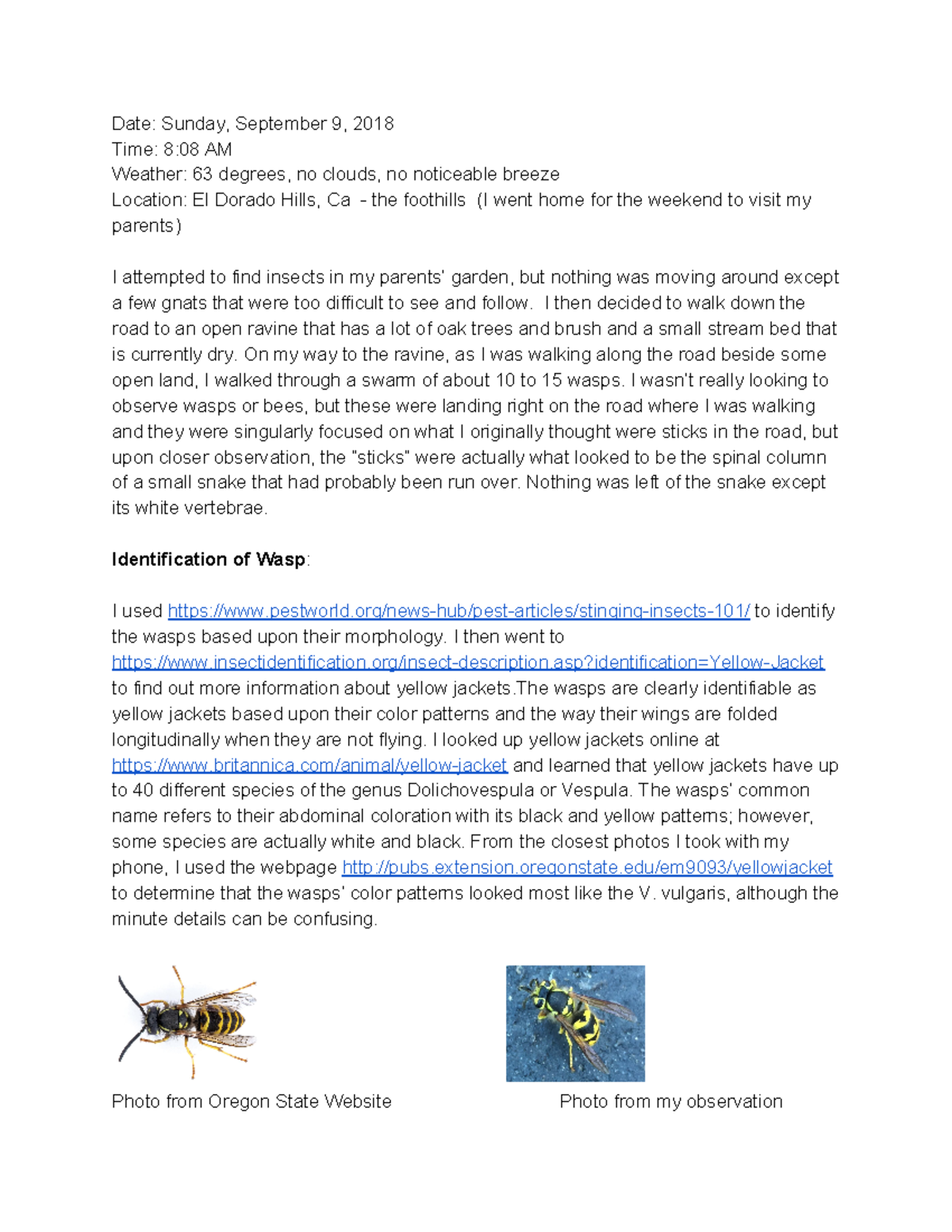 Insect Observation - Date: Sunday, September 9, 2018 Time: 8:08 AM ...