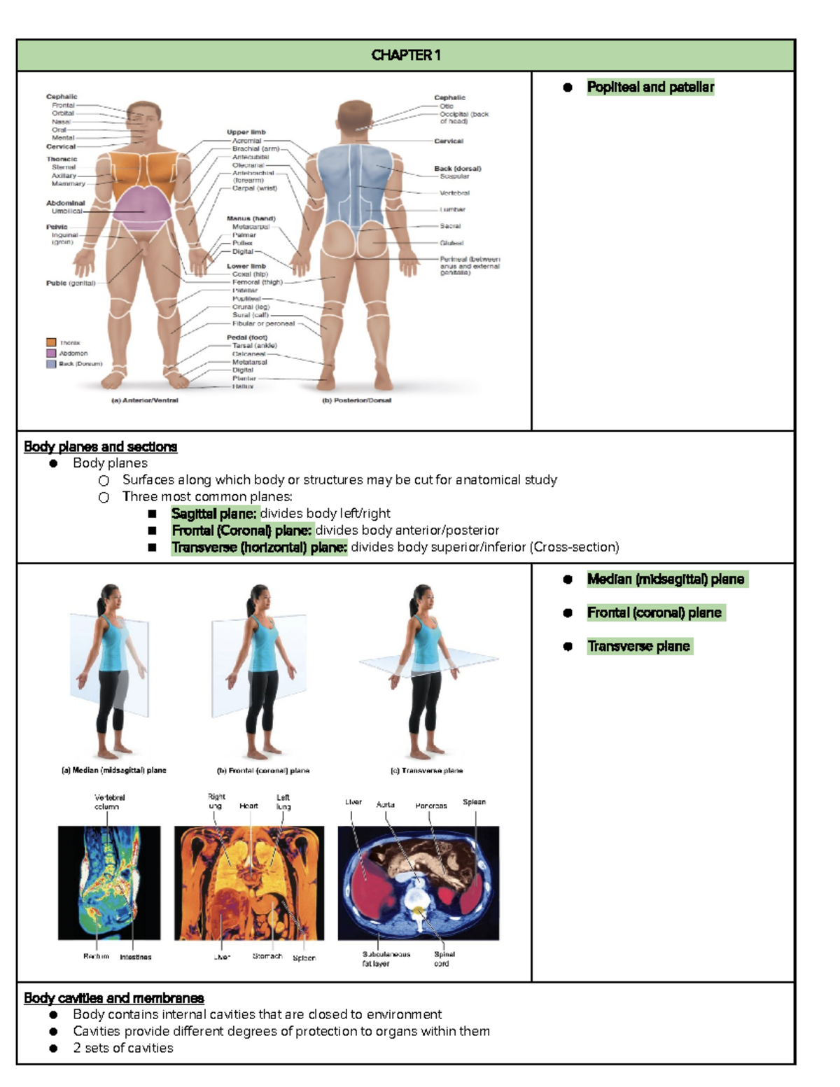 Chapter 1 human anat - CHAPTER 1 Popliteal and patellar Body planes and sections Body planes ...