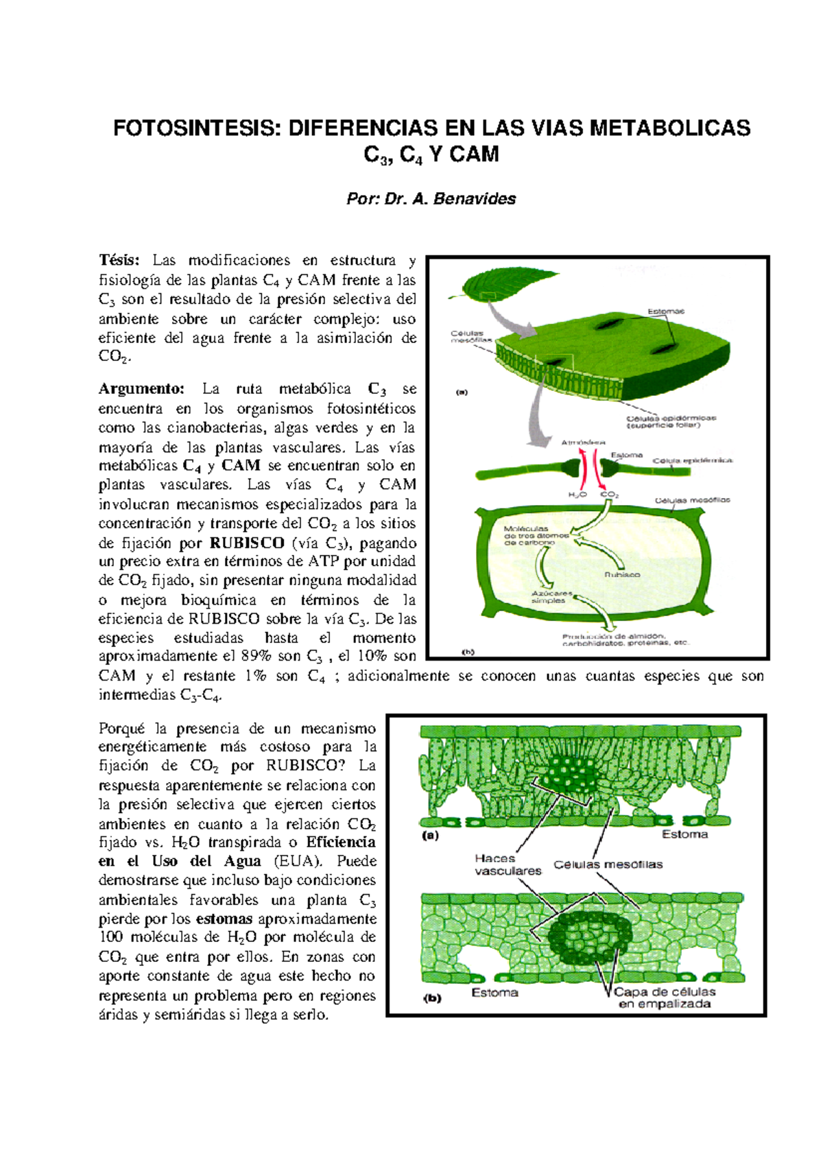 Fotosintesis C3,C4 y CAM - FOTOSINTESIS: DIFERENCIAS EN LAS VIAS ...