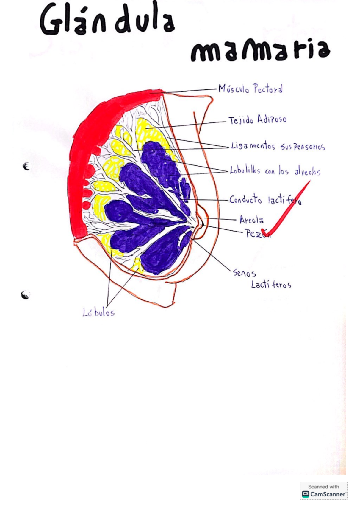Dibujos de Anatomía 2 - Glán dula mamaria Musculo Pectoral Tejido ...