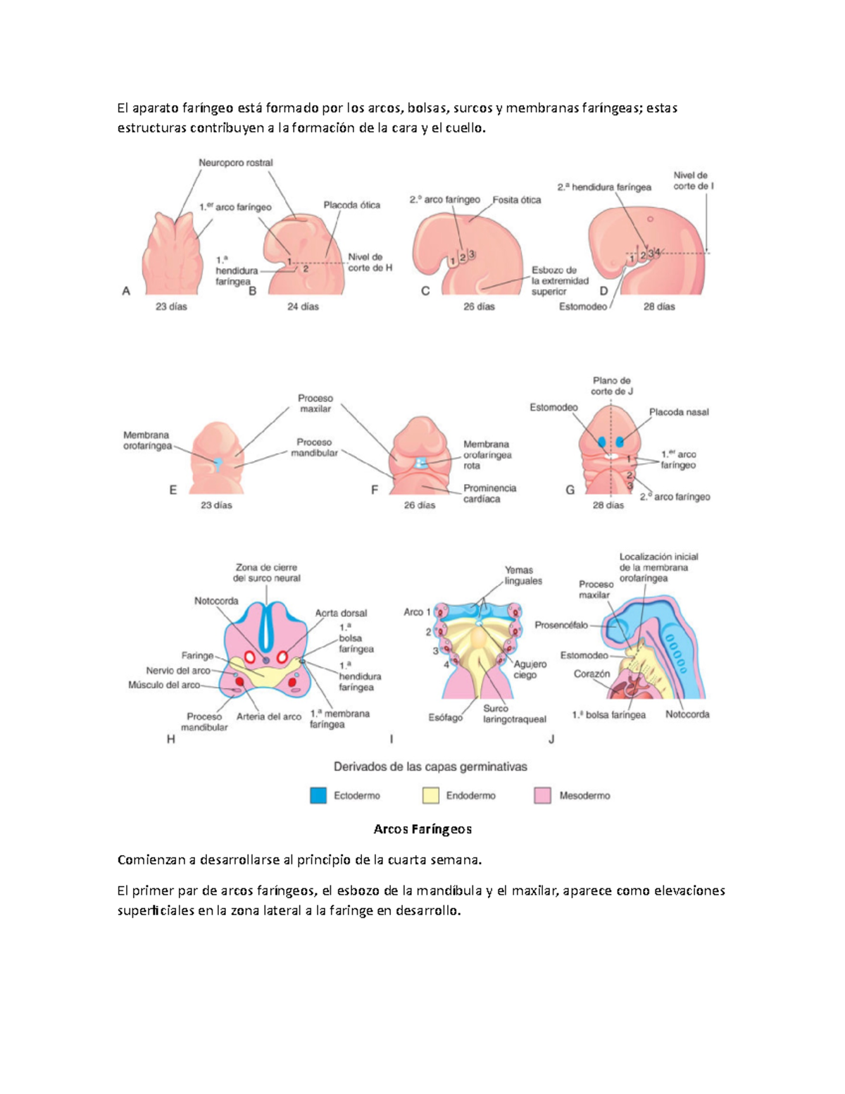 Para presentación - Embriología sistema respiratorio - El aparato ...