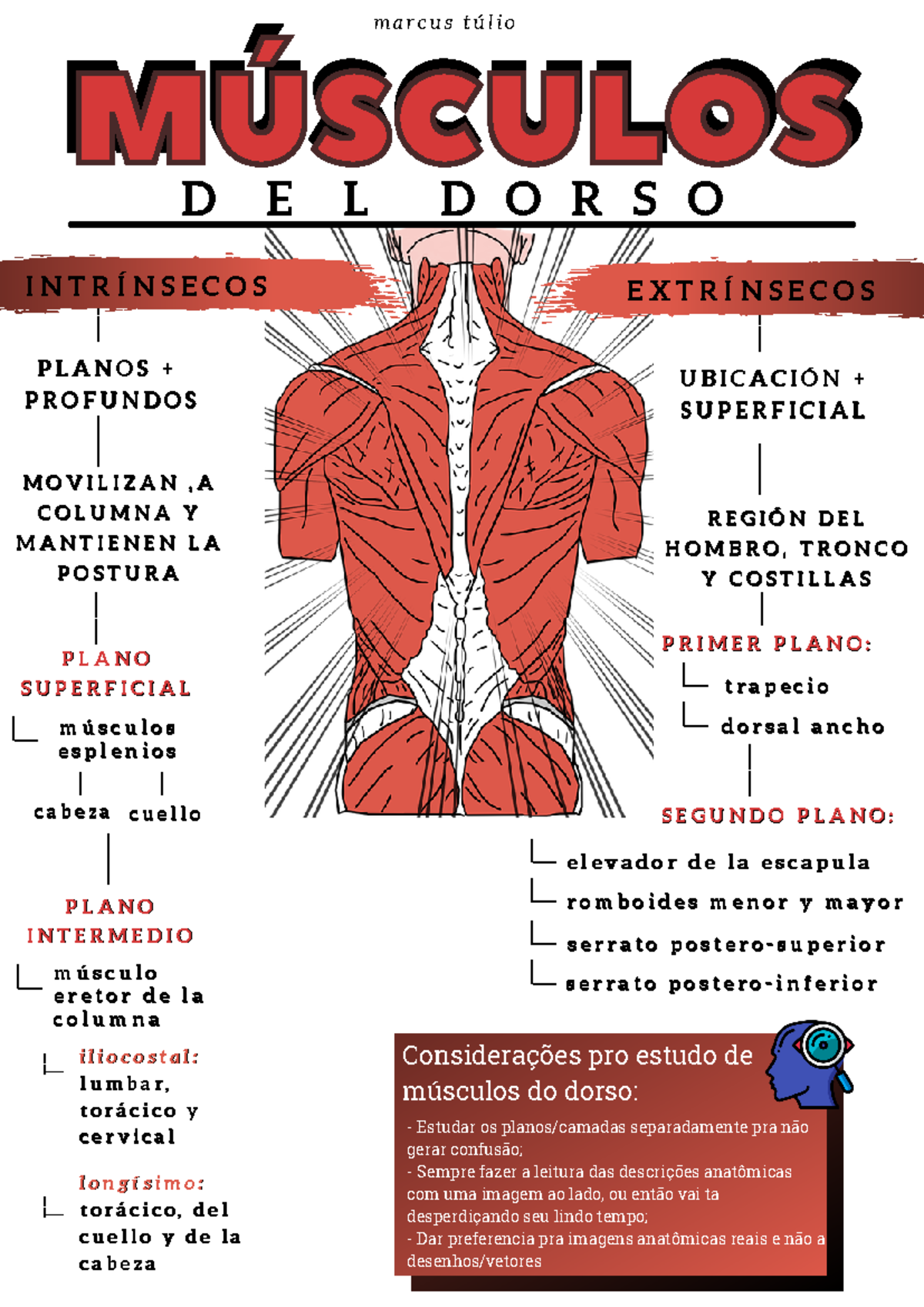 Músculos del dorso - __ P L A N O SP L A N O S ++ P R O F U N D O SP R ...