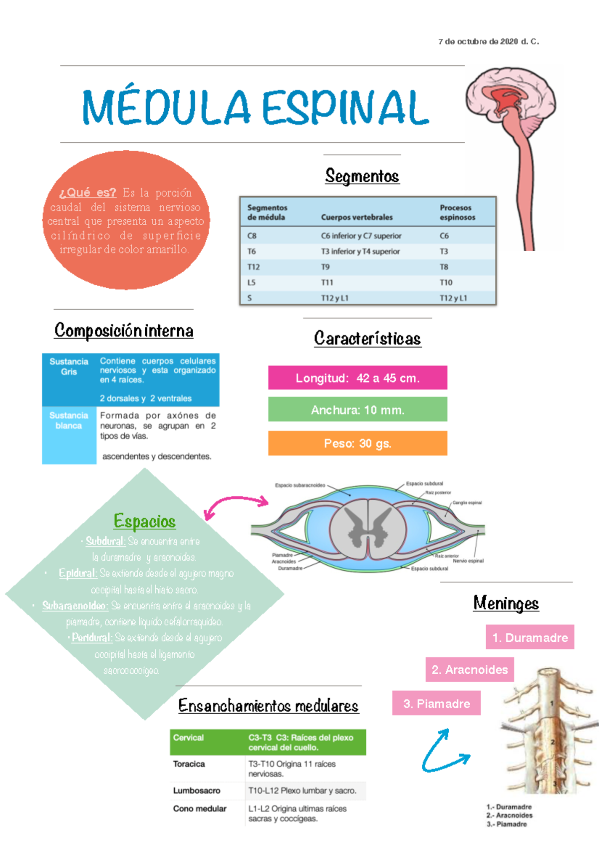 Médula Espinal - infografía - 7 de octubre de 2020 d. C. MÉDULA ESPINAL ...