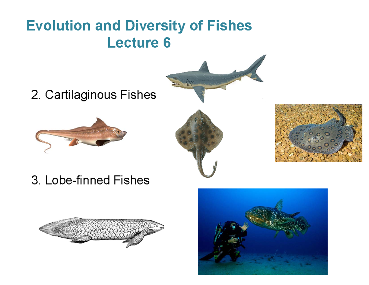 W23-Lect-6 - Bernier, ZOO 4330 Lecture Notes - 2. Cartilaginous Fishes ...