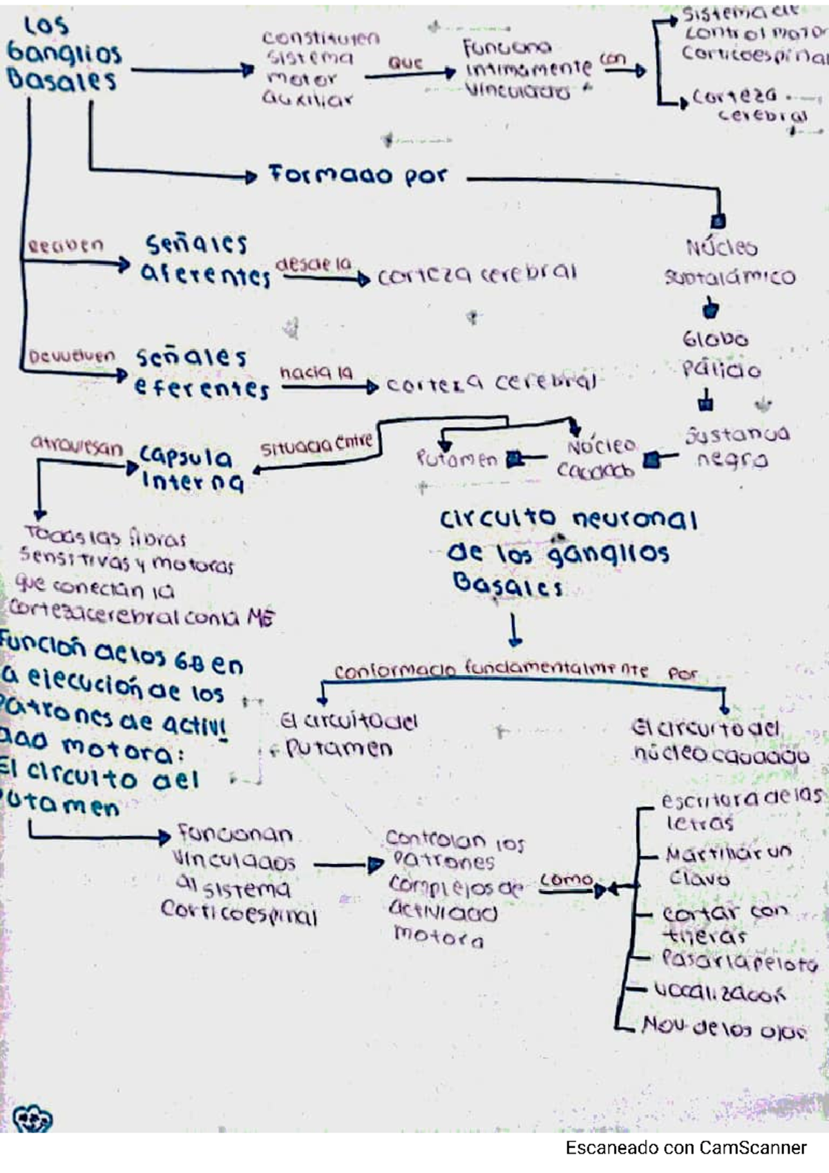 Resumen parte 2 cap 57 guyton - fisiologia - Studocu