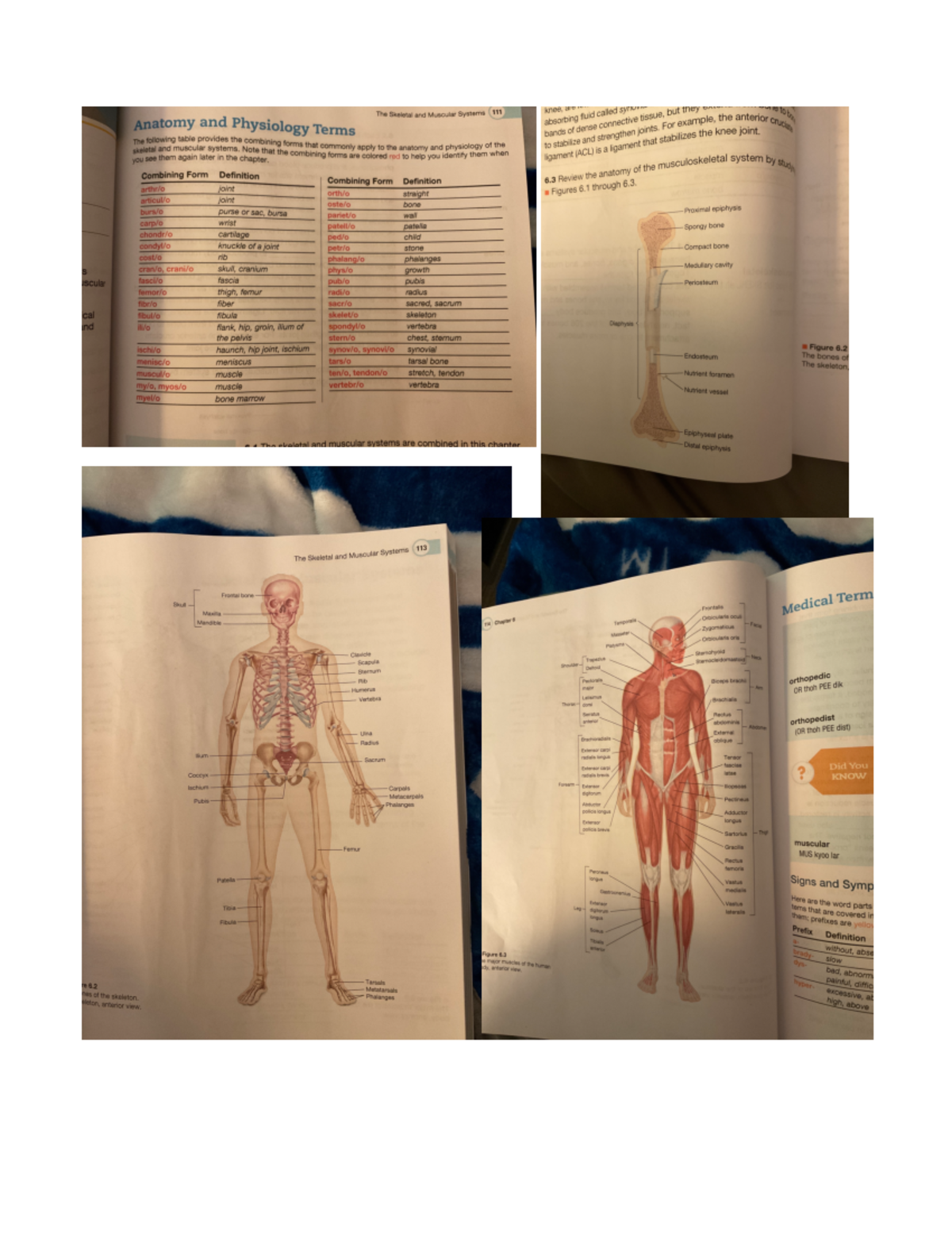 Ch 6 skeletal-muscular systems - CLA131 - Studocu