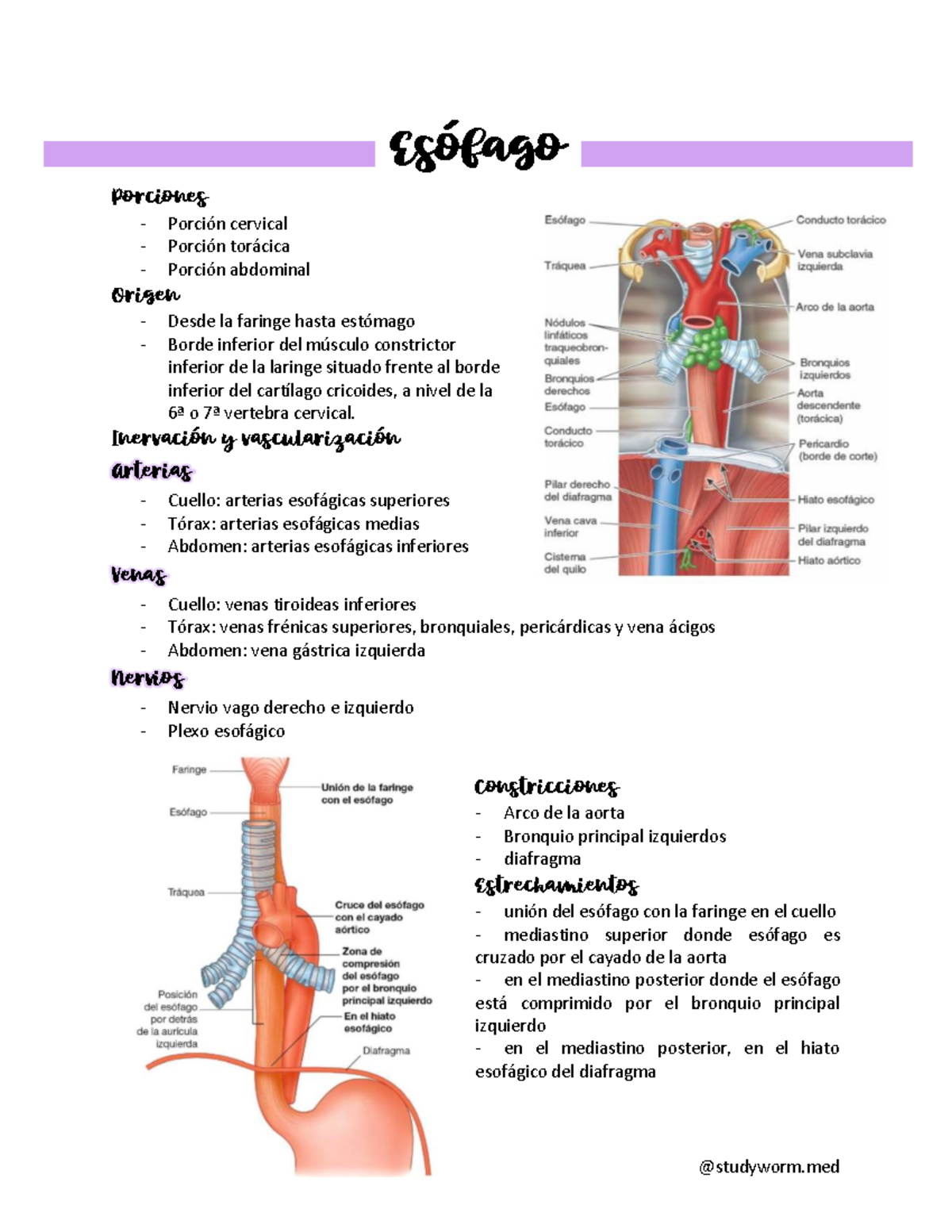 Esófago - Resumen de anatomia del esófago - @studyworm Esófago ...