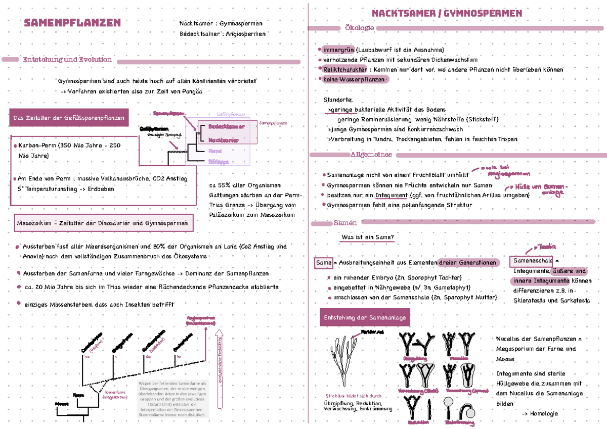 Samenpflanzen NEU - Tree of Life Zusammenfassung - Samenpflanzen ...