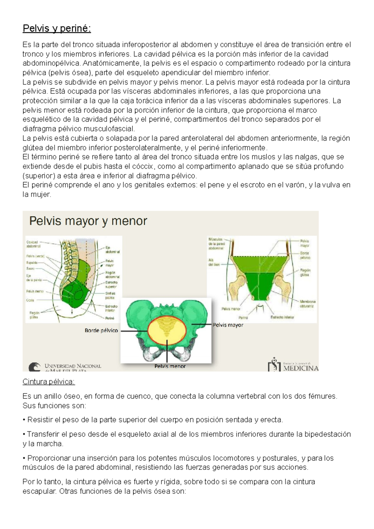 Pelvis y periné lecture notes 2021 - Pelvis y periné: Es la parte del ...