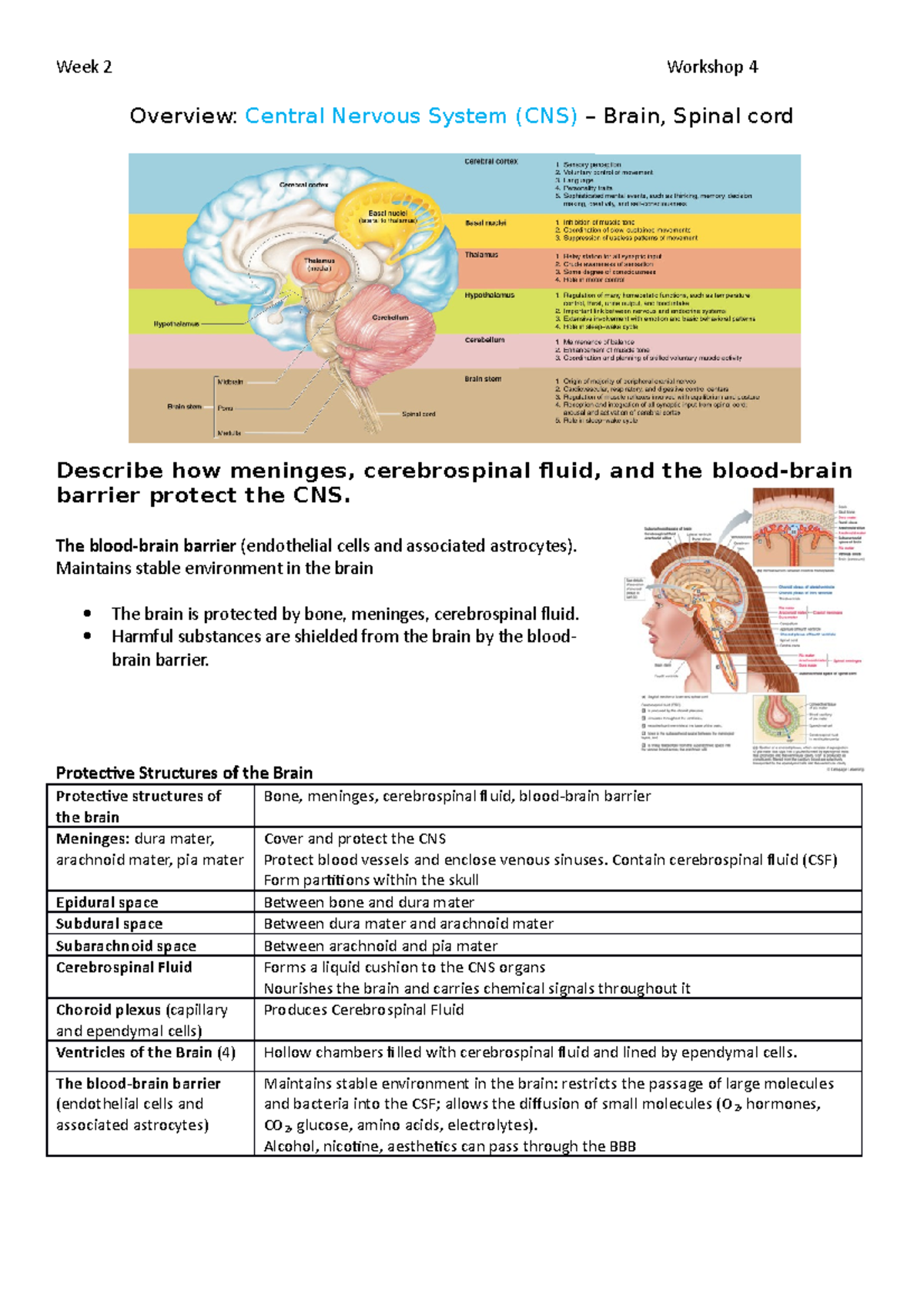 Workshop 4 notes - Overview: Central Nervous System (CNS) – Brain ...