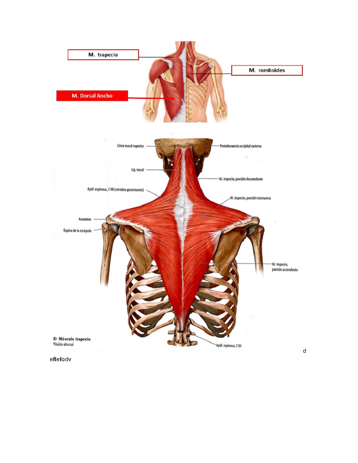 Imagenes de musculos - M. trapecio M. romboides M. Dorsal Ancho Linea ...