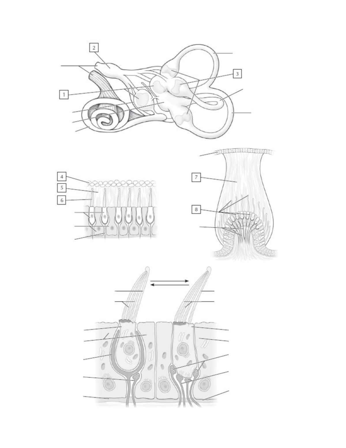 Vestibulo coccle - Anatomía - Studocu